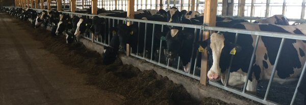 Feed Rail and Fence (Slant Panel) - Seneca Dairy Systems