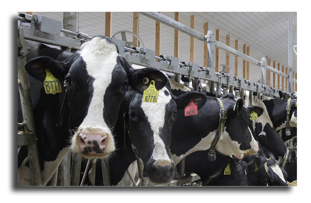 Lockups & Feeding - Seneca Dairy Systems